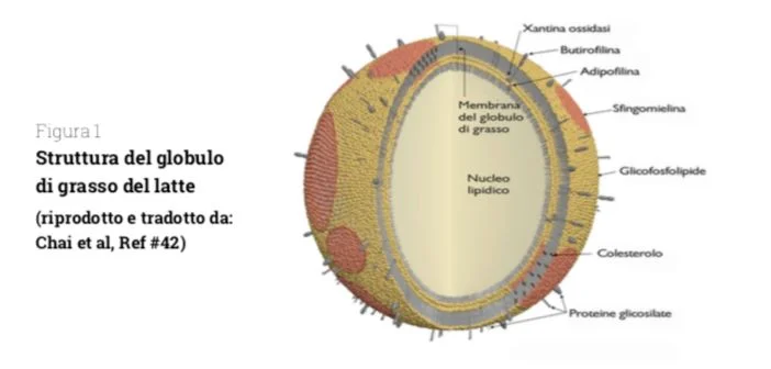 Struttura Del Diagramma Lipidico Lipidi O Grassi